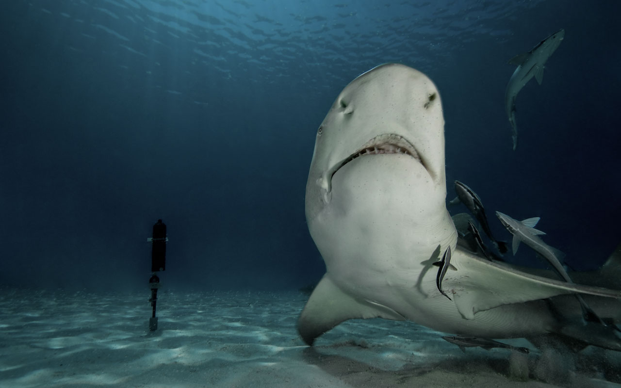 Fish Tracking and Monitoring Systems | Innovasea