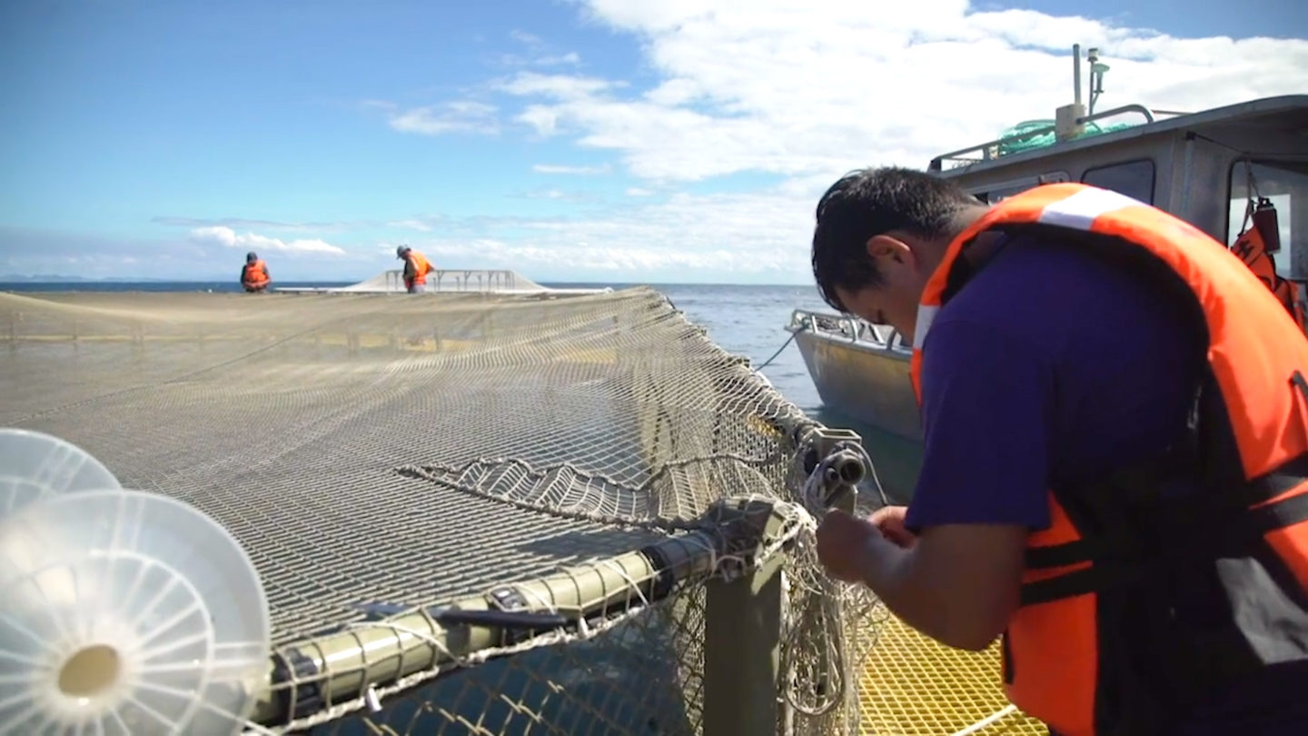 Aquatic Solutions for Aquaculture and Fish Tracking | Innovasea