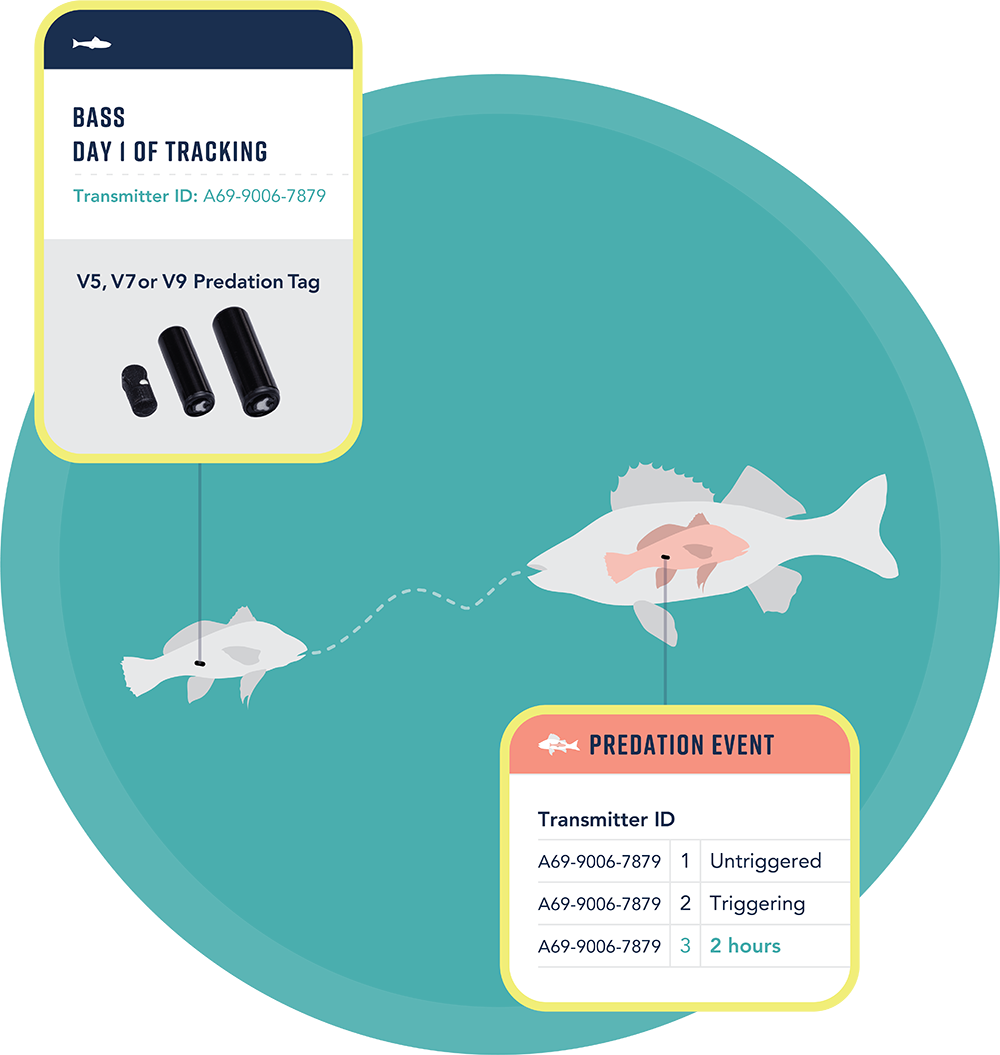 Innovasea | Predation Tags