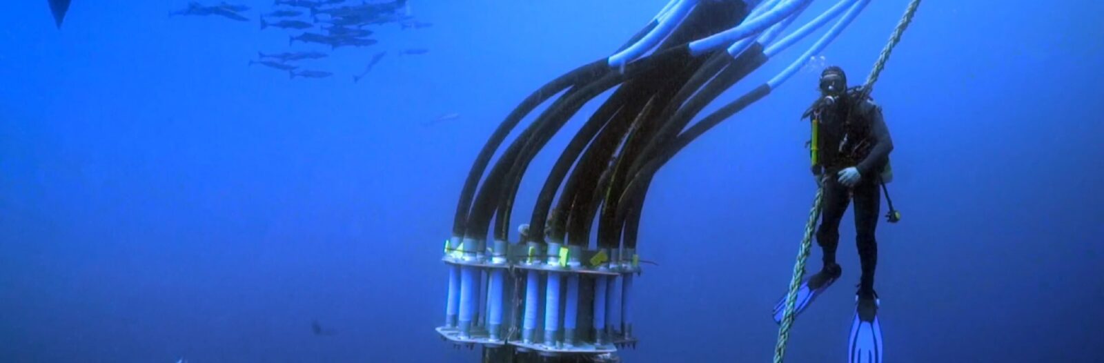 How Open Blue Become The Largest Open Ocean Fish Farm