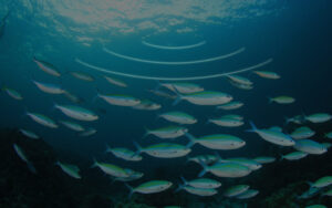Acoustic Release Solutions for Marine Research | Innovasea