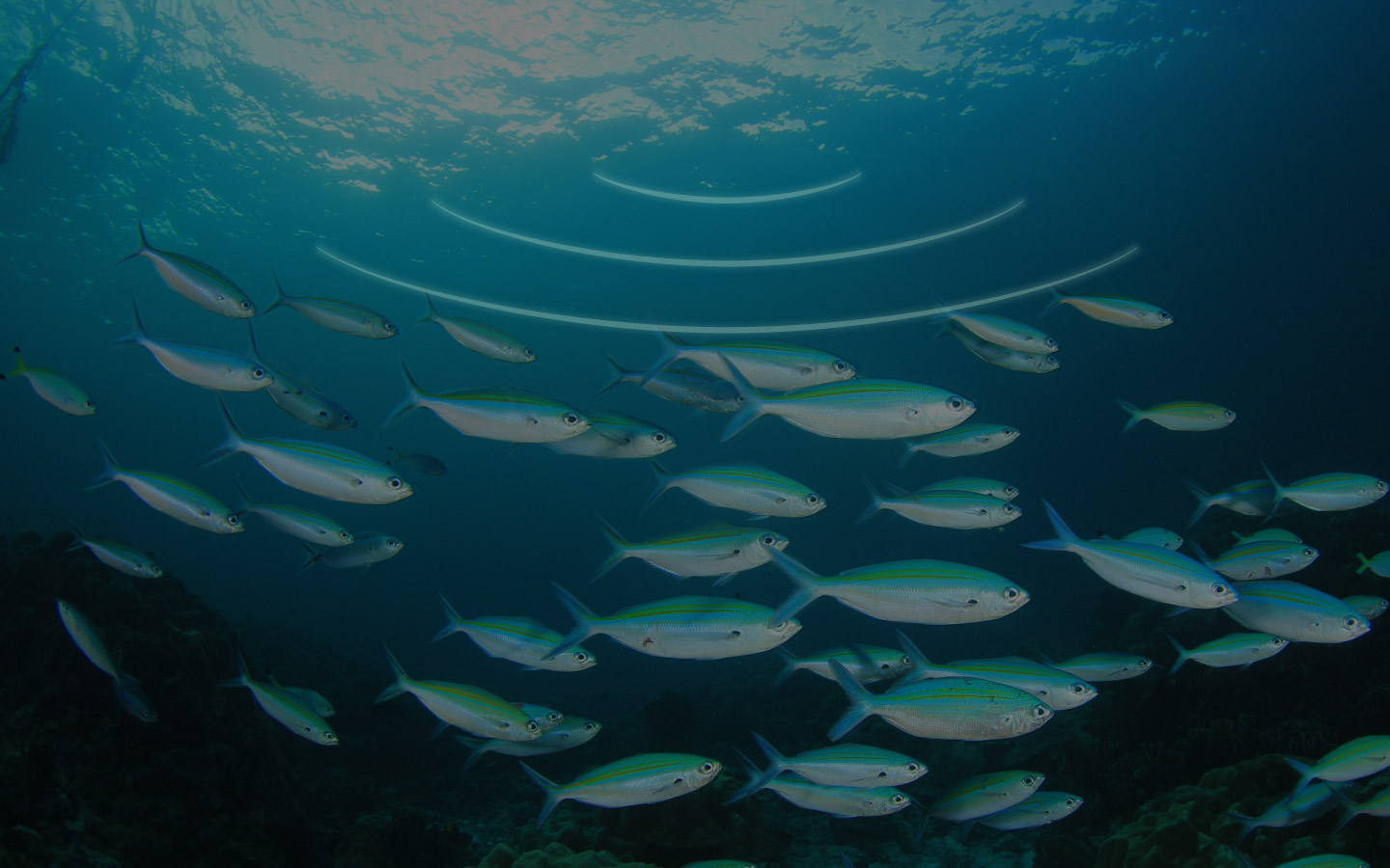 Acoustic Release Solutions for Marine Research | Innovasea