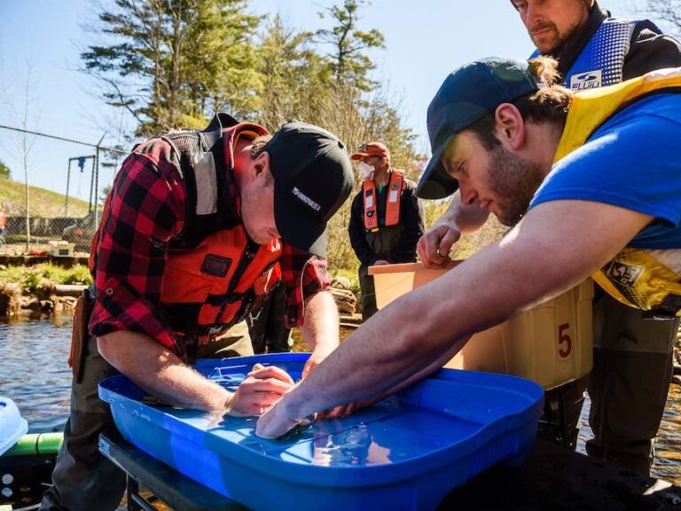 Innovative Fish Tracking Solutions | Innovasea
